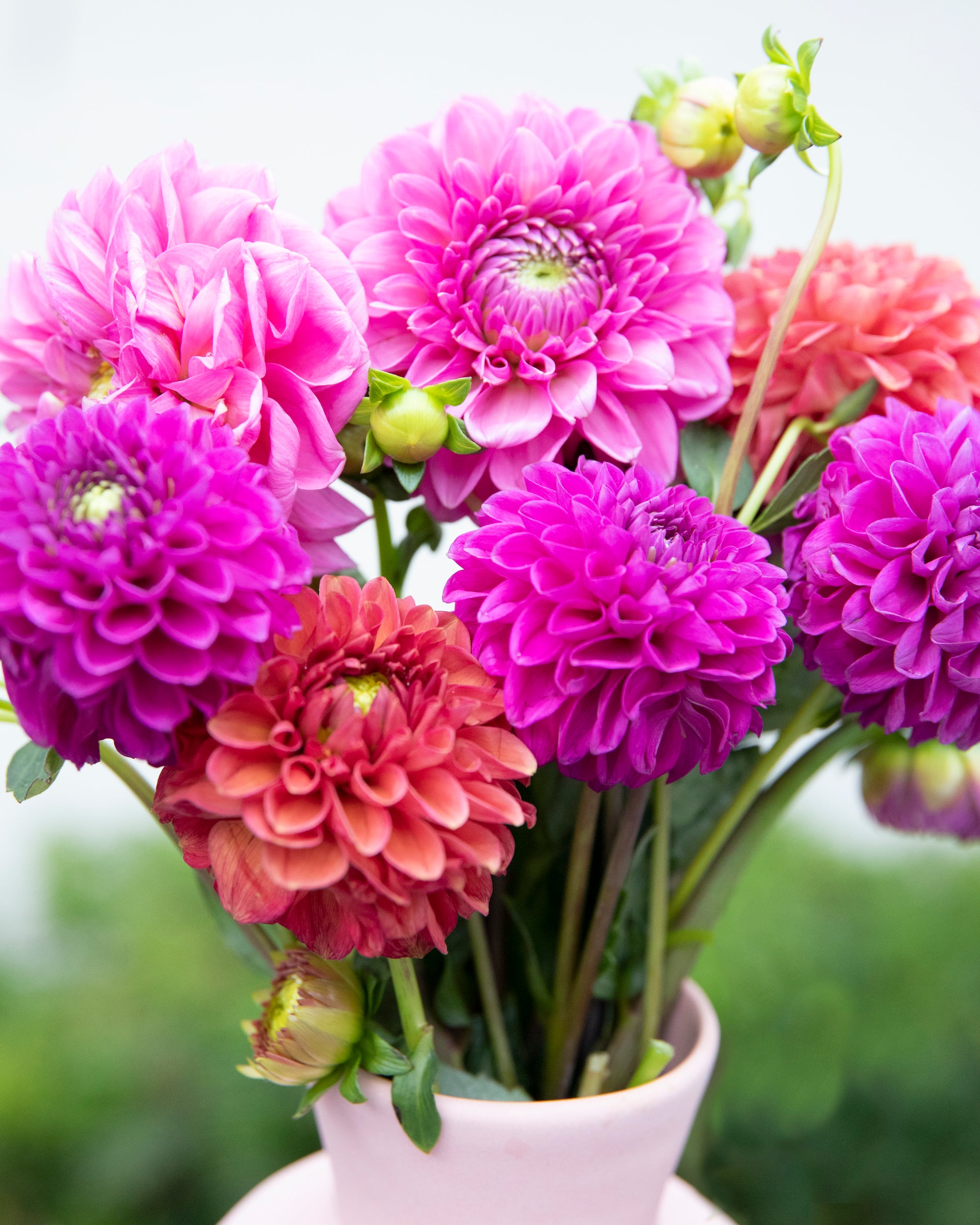 Dahlia Delight 16x20 - Paint by Numbers Kit | Cosmopolitan Shop